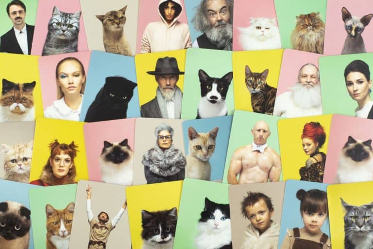 Do you look like your cat? - פלאות